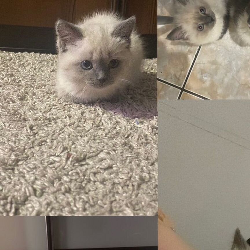 Отдам котенка