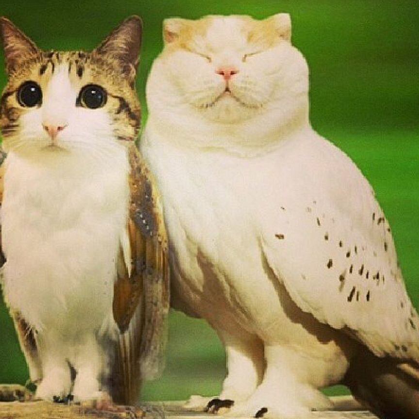 Экзотические домашние птицы