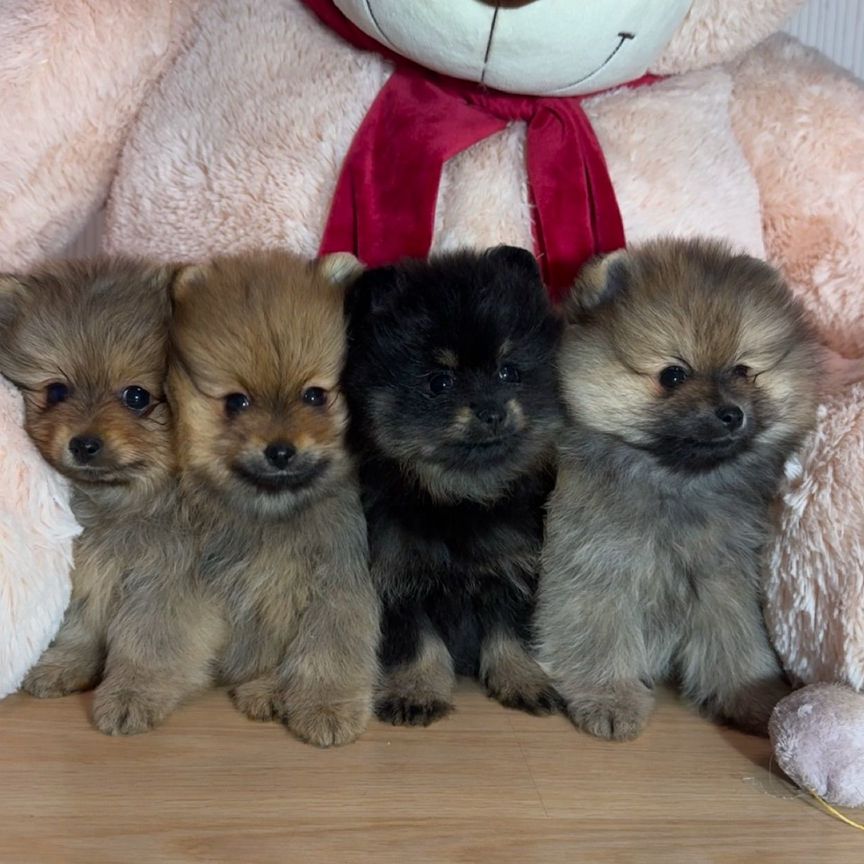 Щенки шпица РКФ