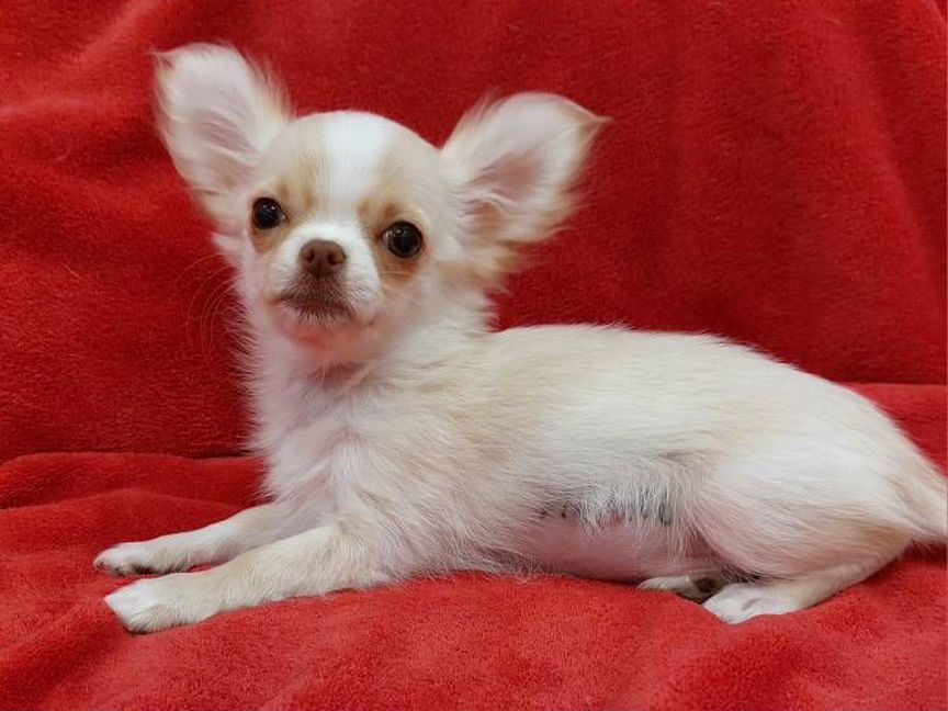 Чишки-Малышки