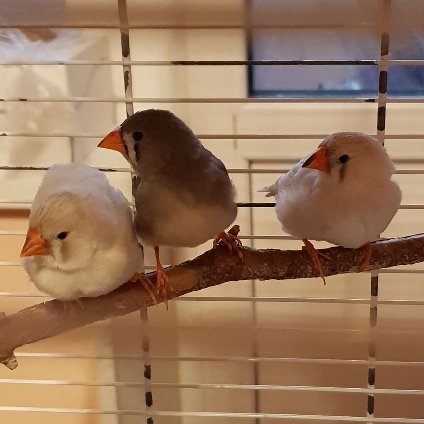 Амадины 3 птички с клеткой