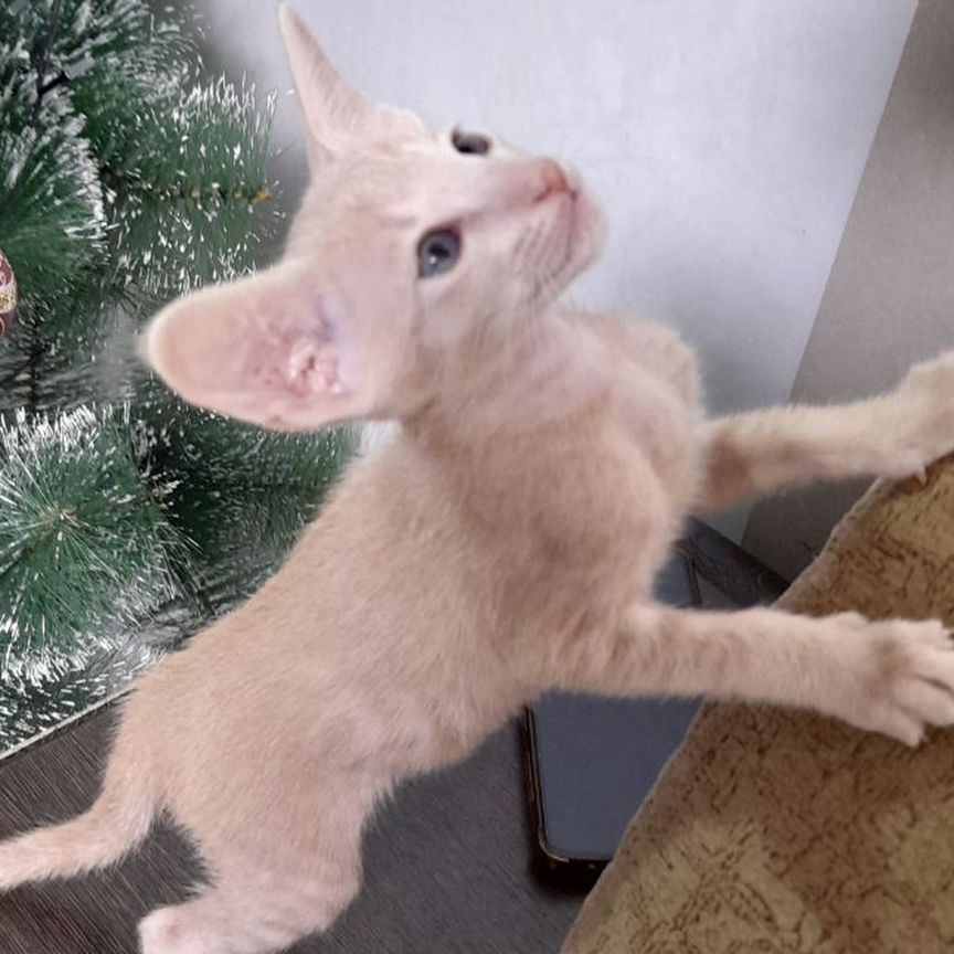 Ориентальный котёнок