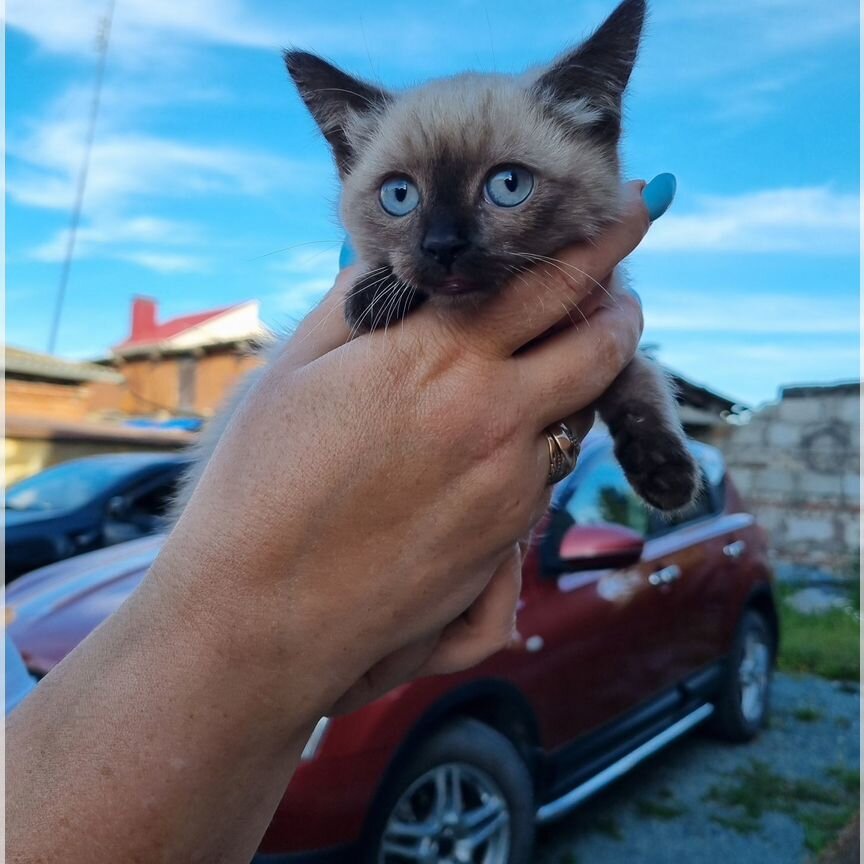 Котята