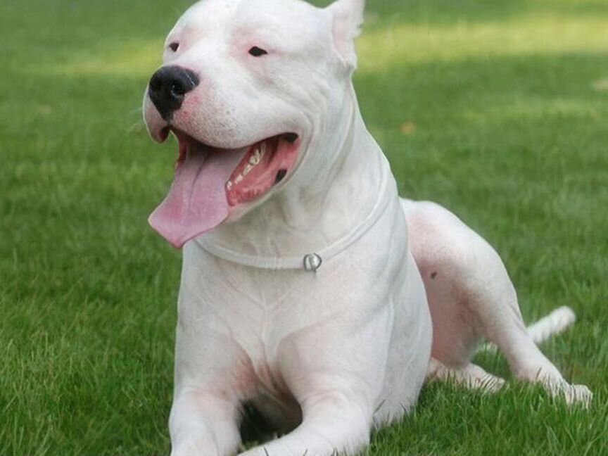 Аргентинский дог