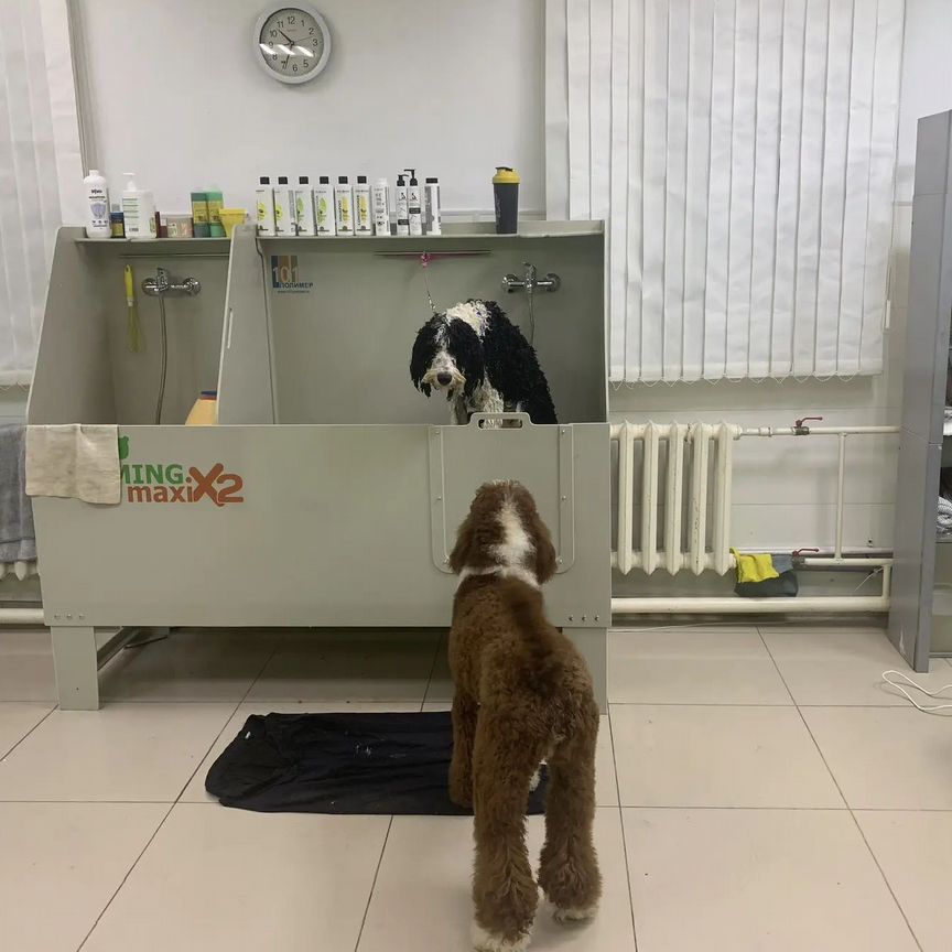 Самомойка животных