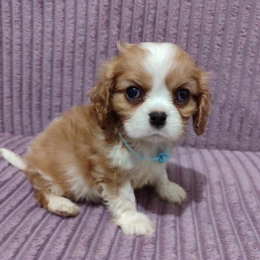 Кавалер кинг чарльз