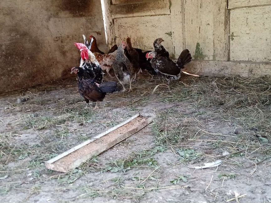 Карликовые куры бентамки