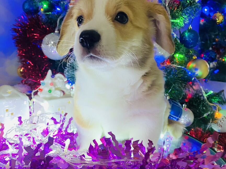 Вельш-корги пемброк