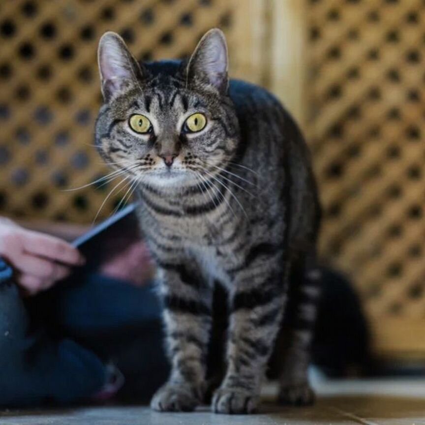 Очаровательная "шпротинка" Бабетта в поиске дома