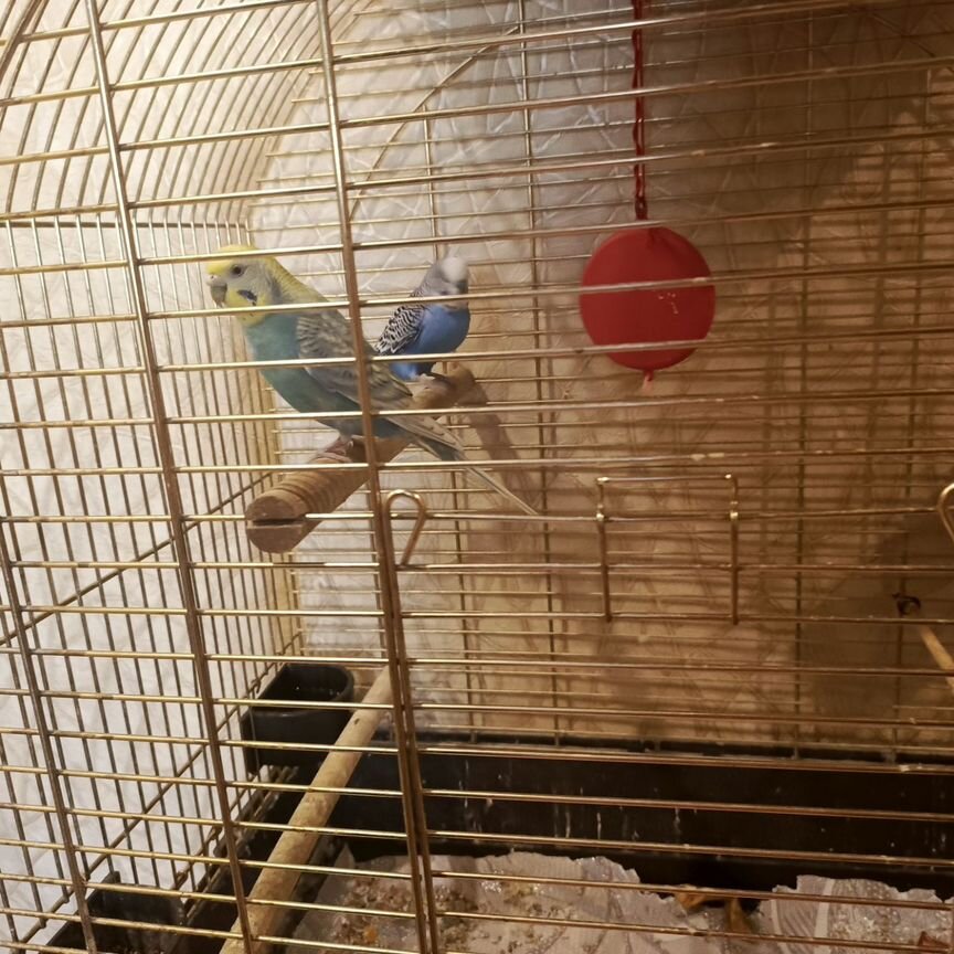 Волнистый попугай