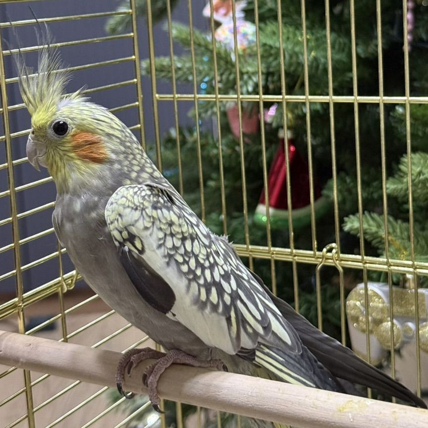 Попугай Корелла самец с клеткой