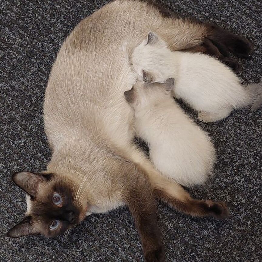 Тайский котёнок