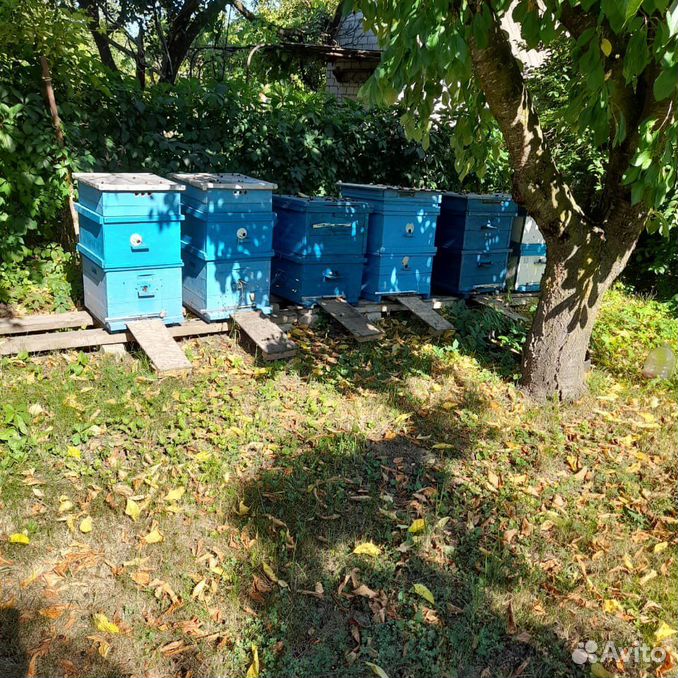 Улики, пчелы