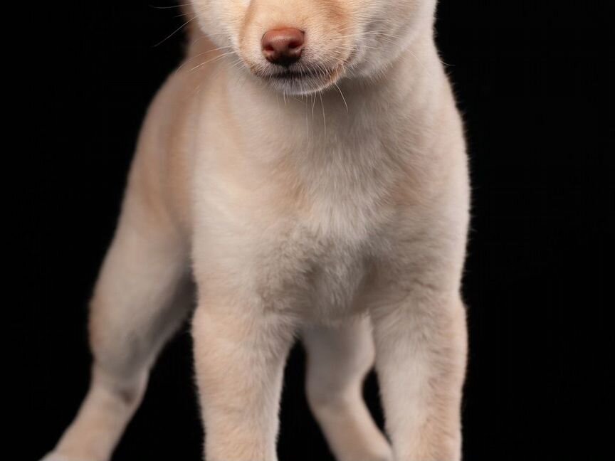 Щенки сиба ину