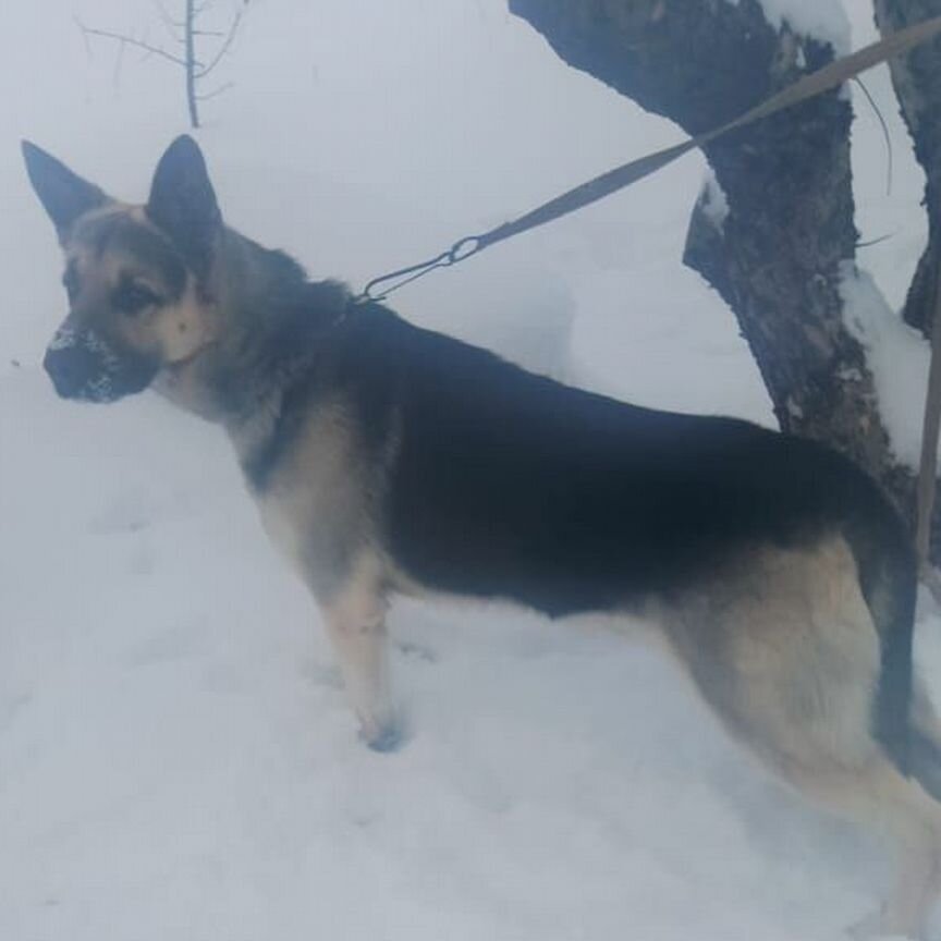 Восточноевропейская овчарка, взрослый пёс