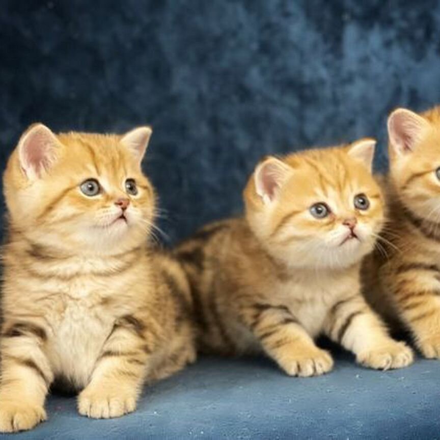 Британские котята