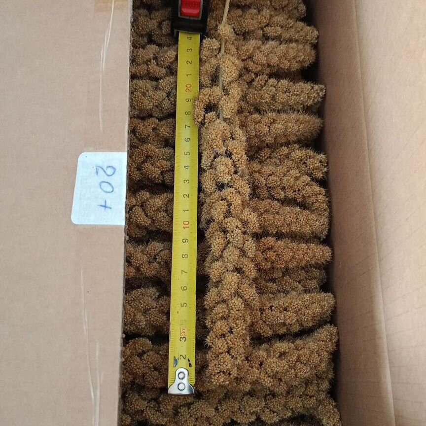 Чумиза в колосках