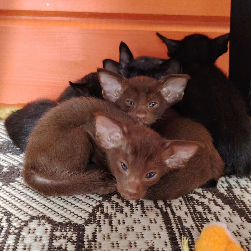 Ориентальный котёнок