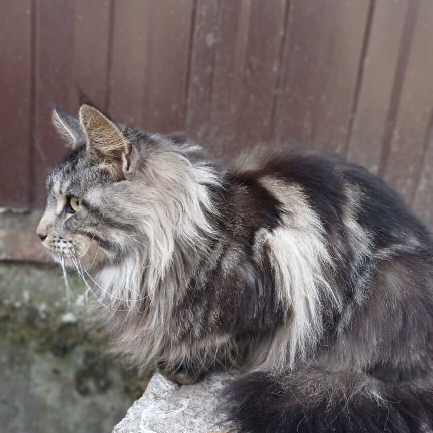 Найден кот Хозяева отзовитесь