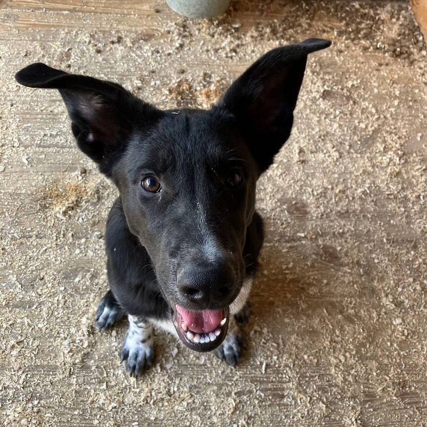 Щенок подросток ждет семью в приюте