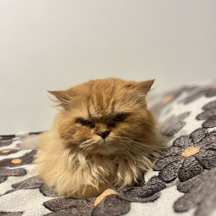 Кошечка Маша в добрые руки