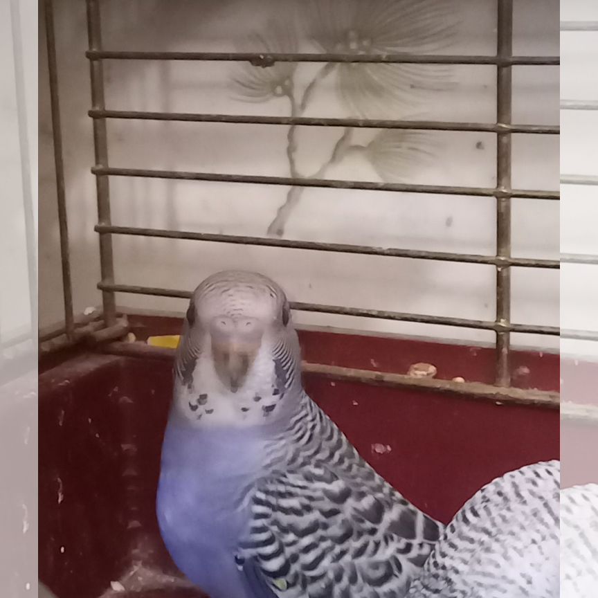 Волнистый попугай Самка