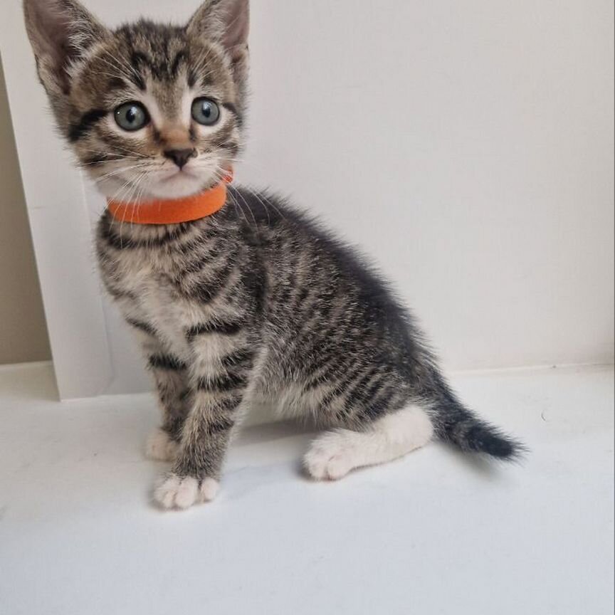 Котенок в добрые руки