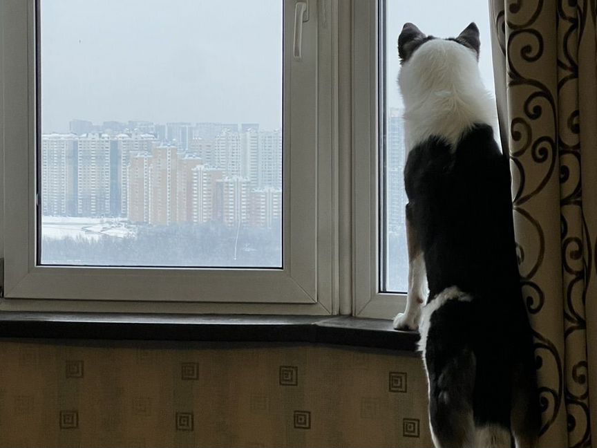 Собака в добрые руки