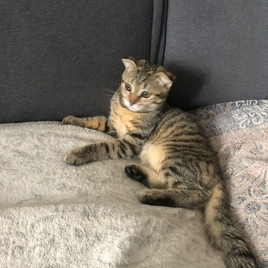 Котенок в добрые руки