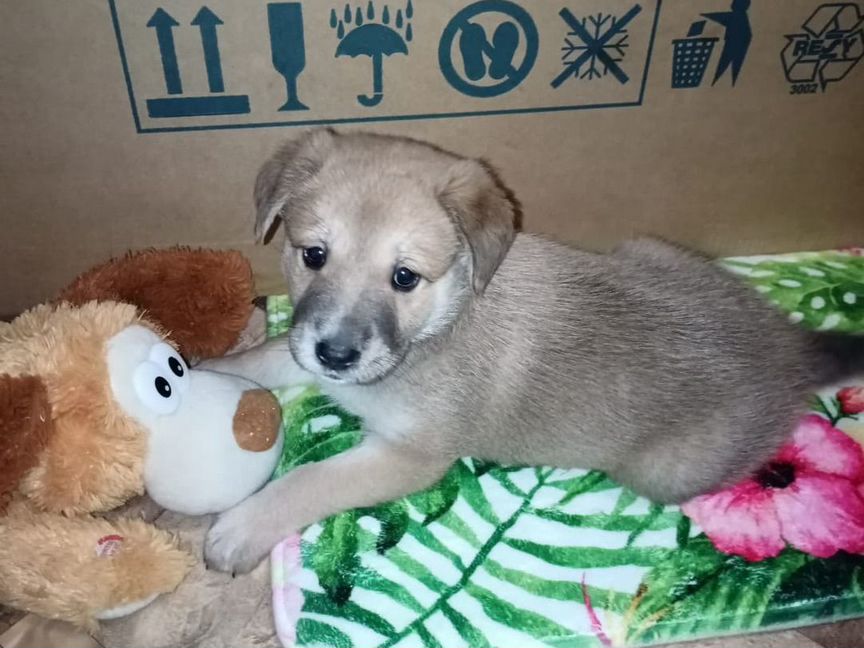 Щенок в дар бесплатно