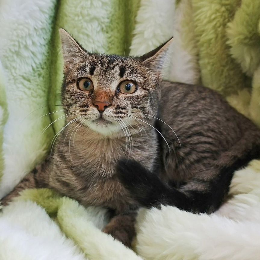 Котёнок в добрые руки