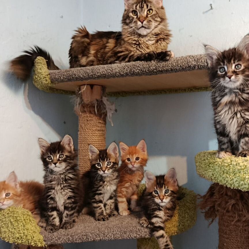 Мейн-кун котёнок