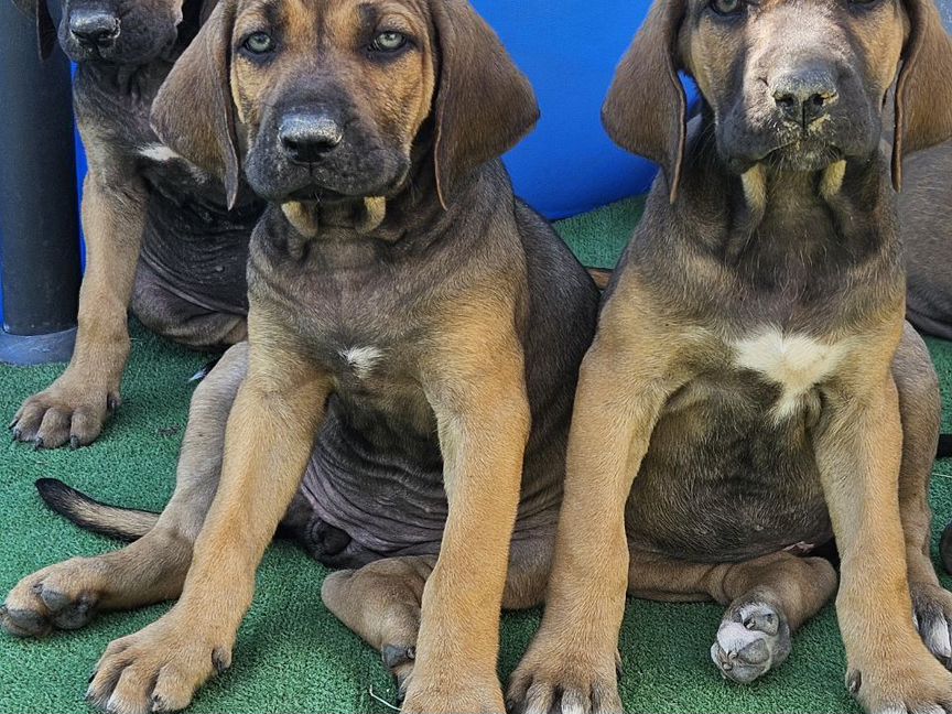 Продам щенков бразильский фила