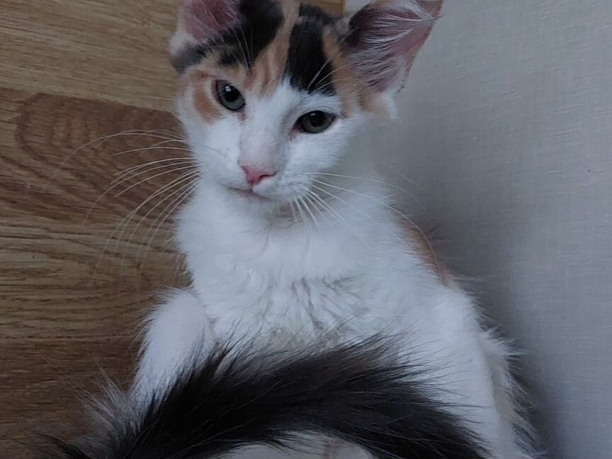 Котята мейнкуна