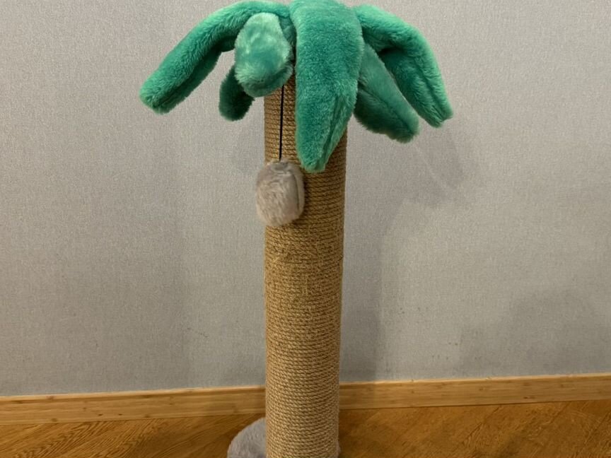 Когтеточка пальма