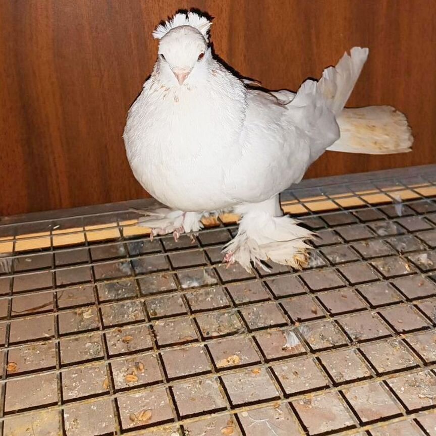 Узбекская самочка