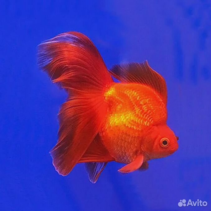 Риукин Красный (M) (арт 1019)