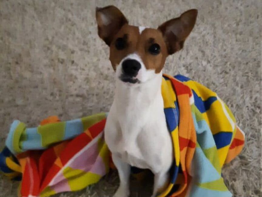 Вязка джек Рассел терьер