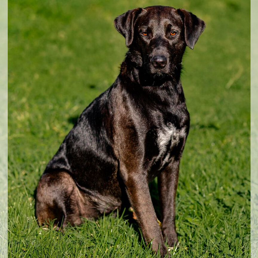 Взрослая собака в добрые руки