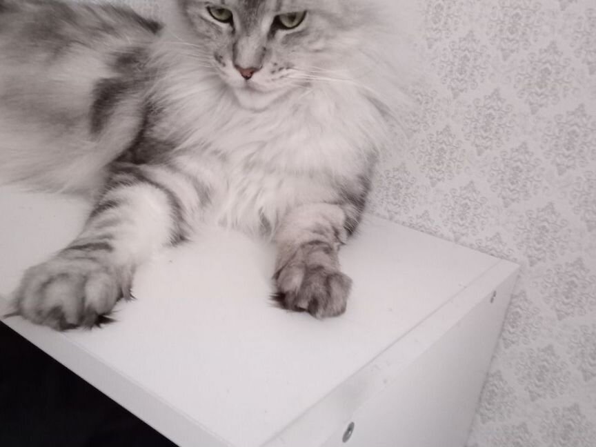 Кот Мэй Кун