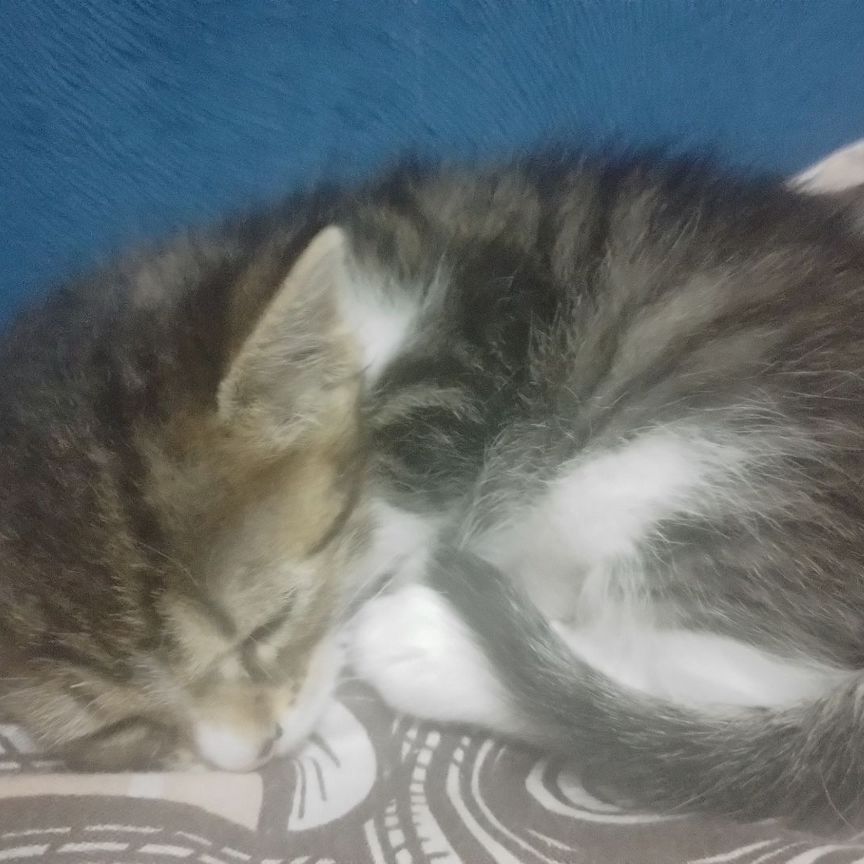 Котёнок 3 недели