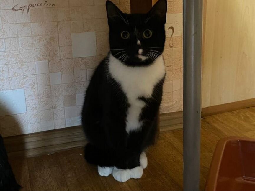Кошка