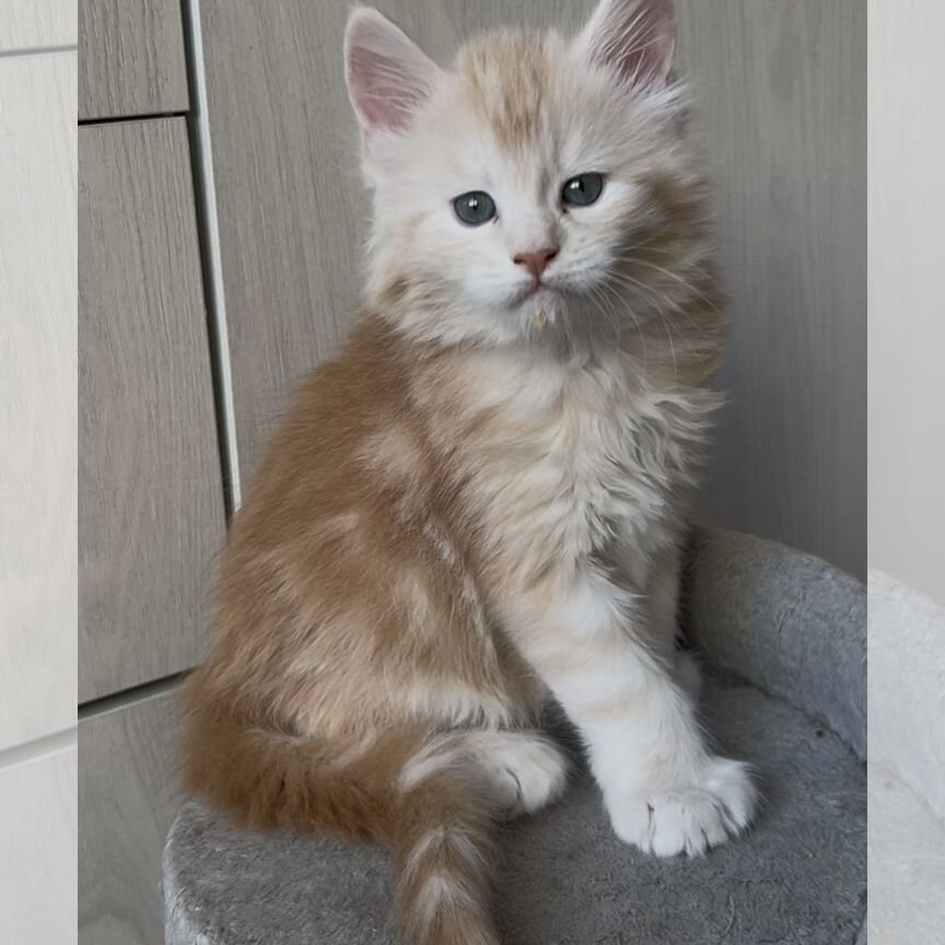 Мейн-кун котёнок