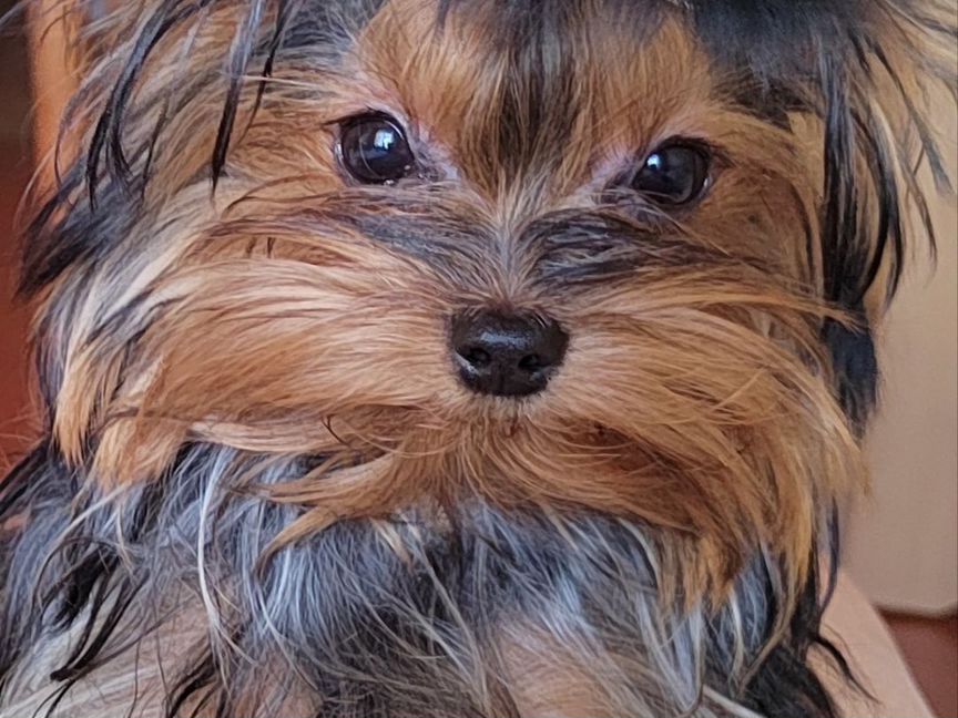 Йоркширский терьер девочка