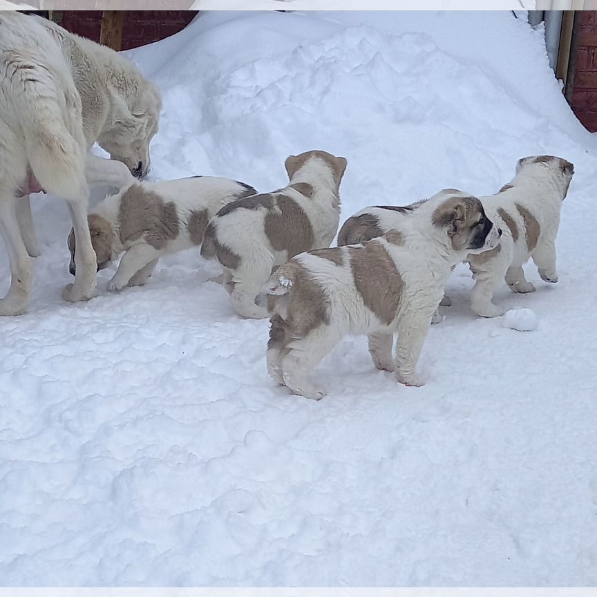 Среднеазиатская овчарка, щенок