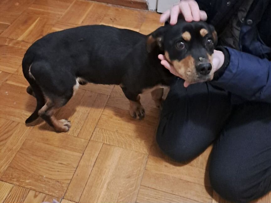 Домашние животные бесплатно собаки