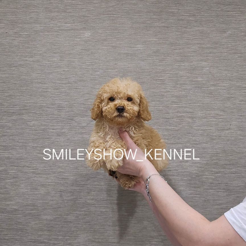 Абрикосовый мальчик