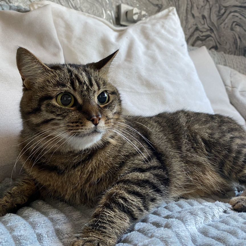 Кошка в добрые руки