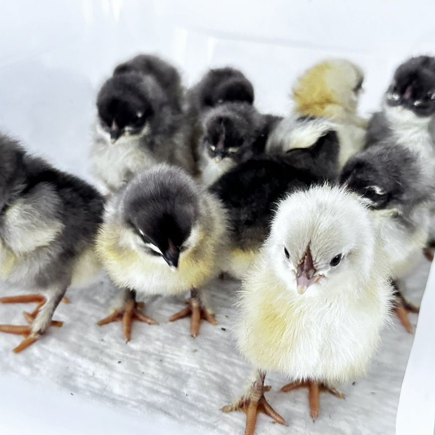 Цыплята маран