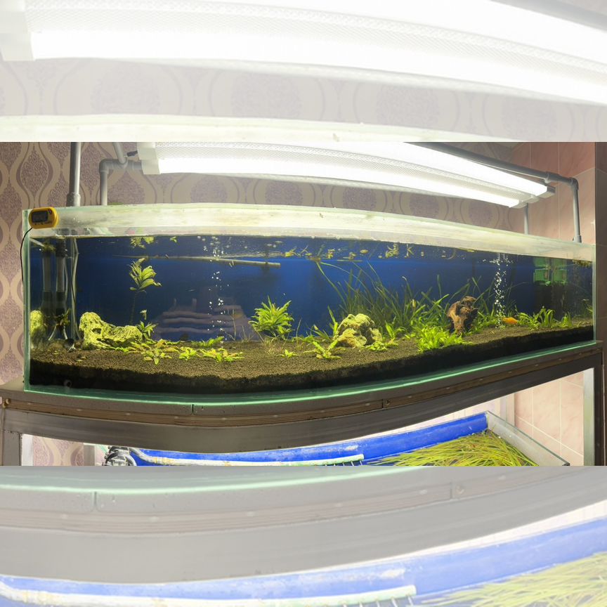 Продам Аквариум 200л со всем содержимым